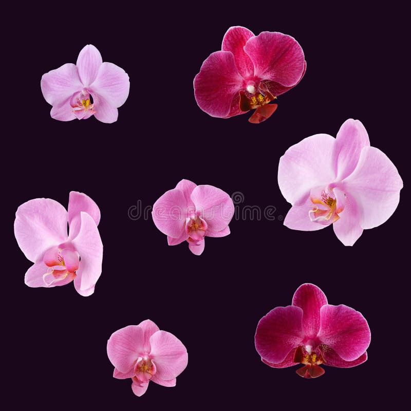 Set of Orchids Isolated on Dark Purple Background. Orchid Flowers for ...