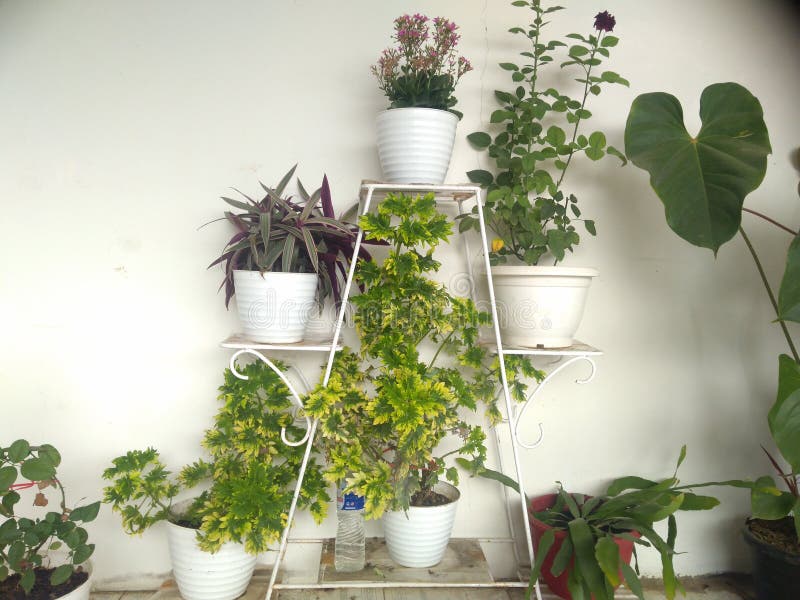 A Set of Ornamental Plants Arranged in a Special Storage Area Stock ...