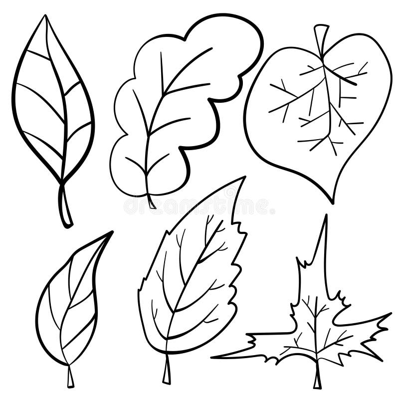 Set of Outline Doodle Leaves of Various Types of Trees, the Contour of ...