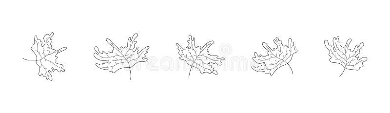 Set Of Outline Maple Leaves Vector Illustration Isolated On White Background Stock Vector