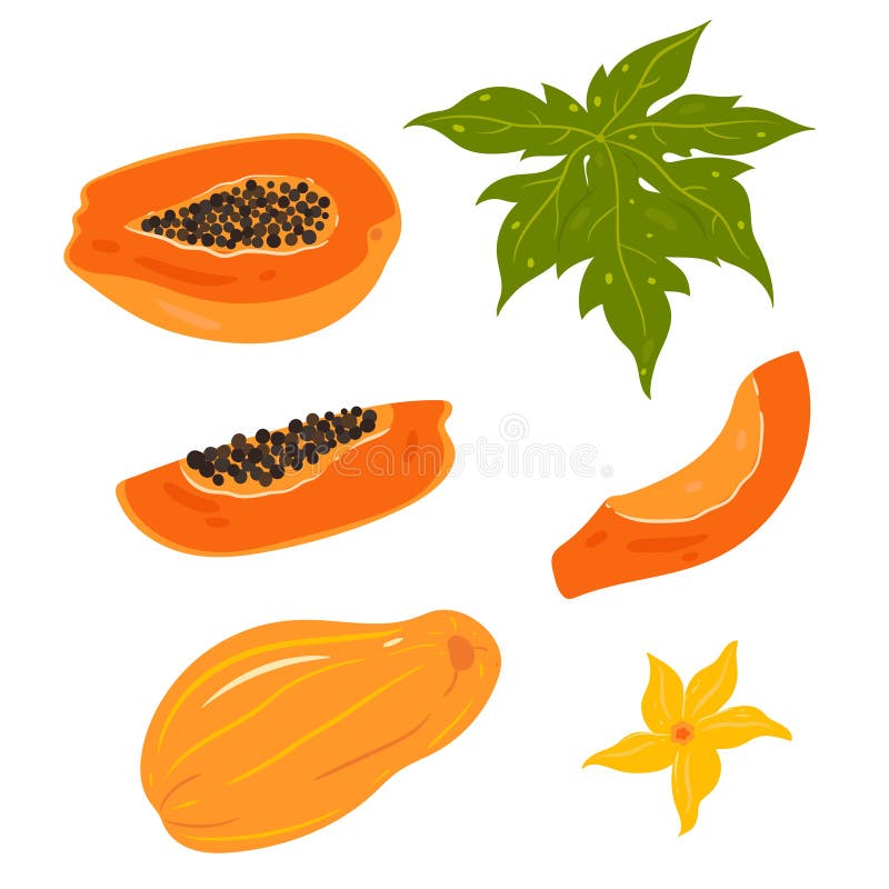 Set of Papaya Pieces Isolated on White Background. Vector Graphics ...