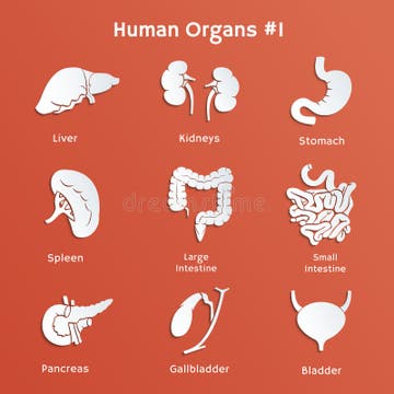 Set of Paper Icons with Human Internal Organs Stock Vector ...