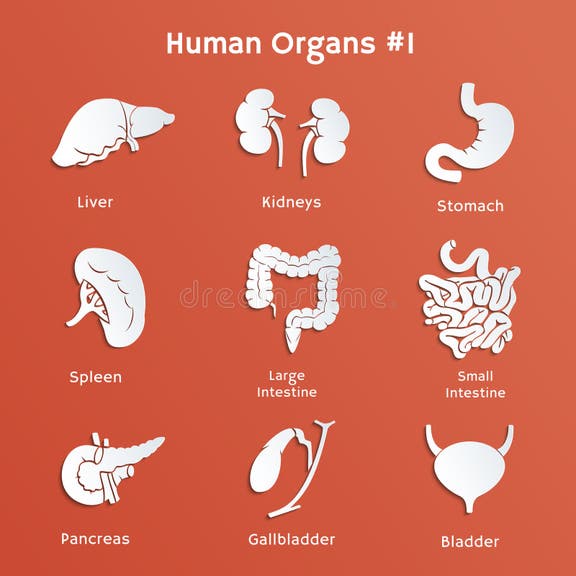 Set of Paper Icons with Human Internal Organs Stock Vector ...