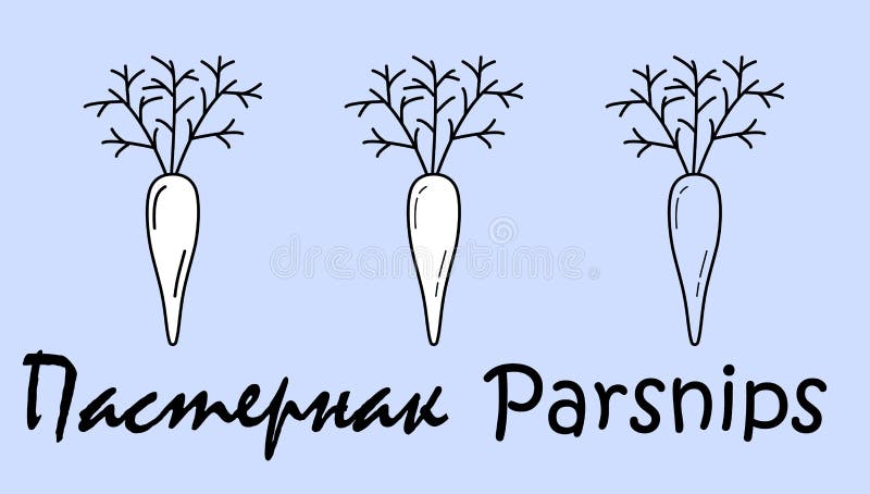 Parsnips Vector Stock Illustrations – 166 Parsnips Vector Stock ...