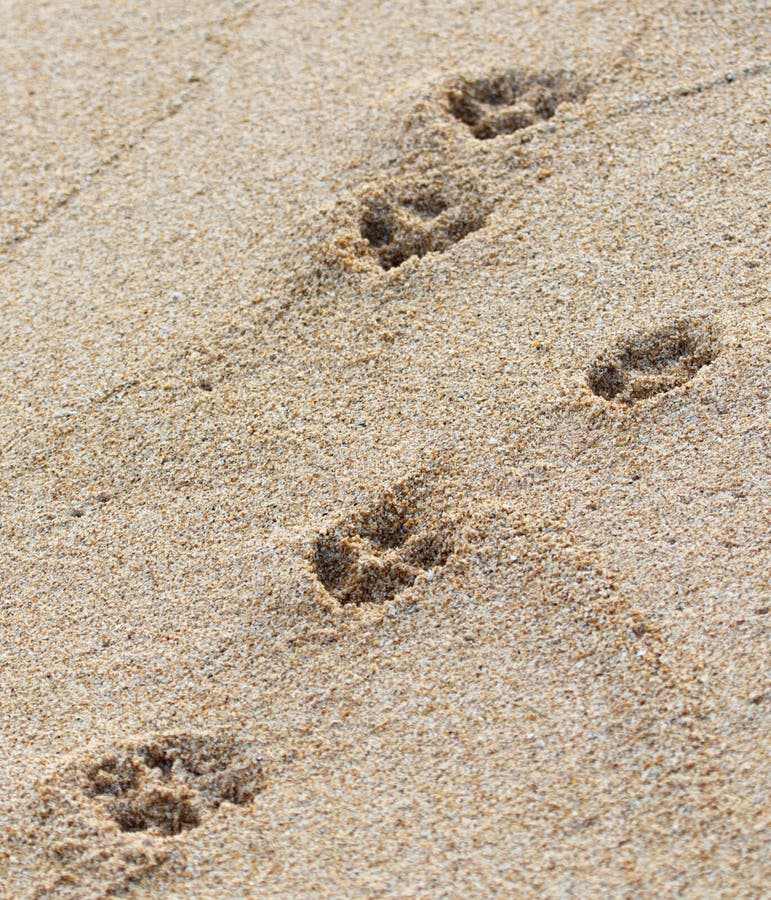 A Set of Paw Prints in the Sand Stock Image - Image of beach, coastline ...