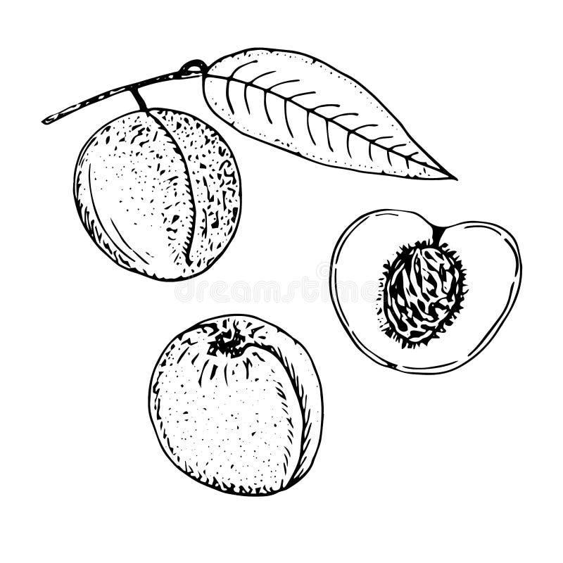 Peach, Vector Illustration, Hand Drawing Stock Illustration ...