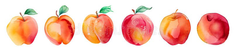 Set of Peaches Isolated on White Background, Watercolor Illustration ...