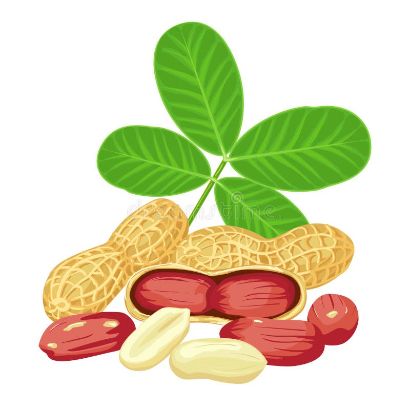 Groundnut Collection Stock Illustrations – 819 Groundnut Collection ...