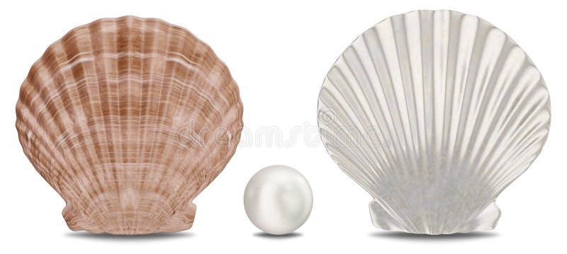 Shell Front and Back View with White Background Wallpaper, Stock ...