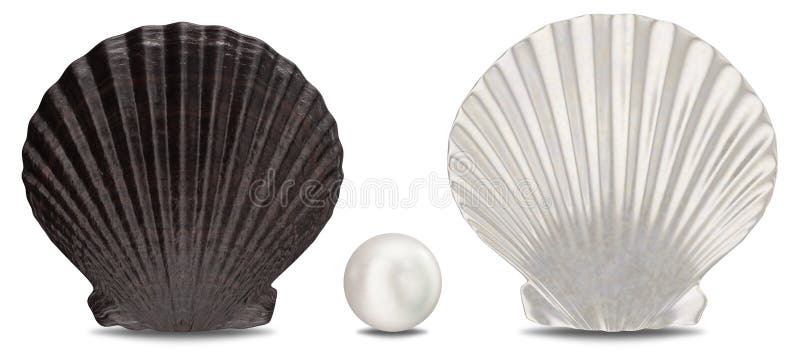 Shell Front and Back View with White Background Wallpaper, Stock ...