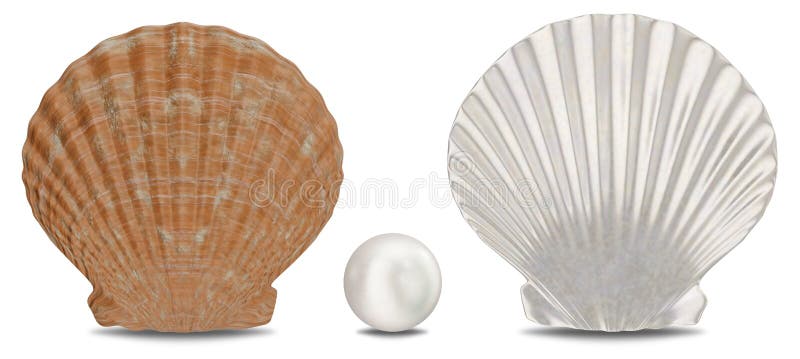 Shell Front and Back View with White Background Wallpaper, Stock ...
