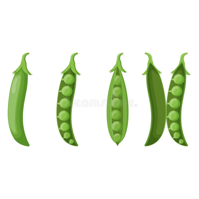 Set of Peas Isolated on White Background. Flat Vector Illustration ...