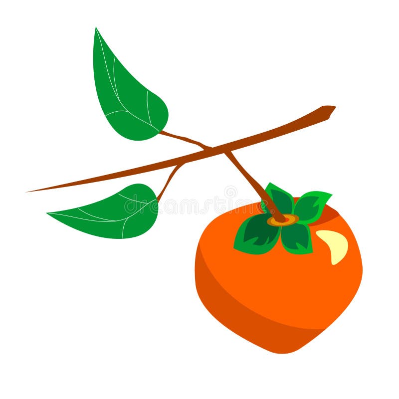 Vector of Persimmons on a Tree Branch with Leaves. in Flat Style ...