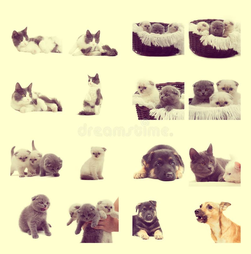 Set of pet stock image. Image of toning, group, canine - 48906417