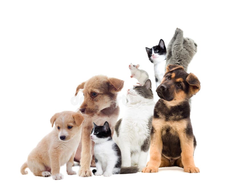 Set pet looks stock photo. Image of cute, animals, white - 48739028
