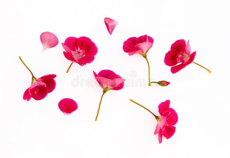 Set of Petals and Flowers in Different Angles Isolated on White ...
