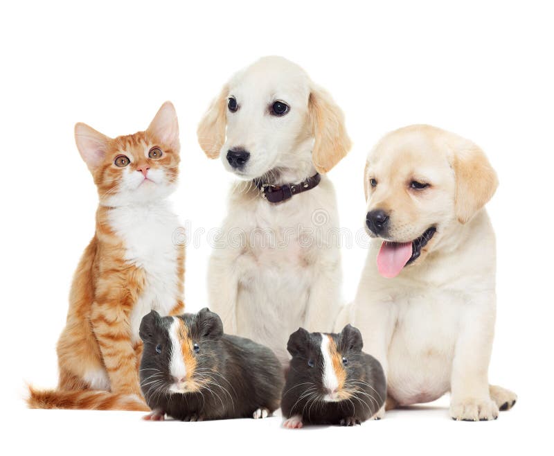 Set pets stock image. Image of portrait, animals, indoors - 68529827