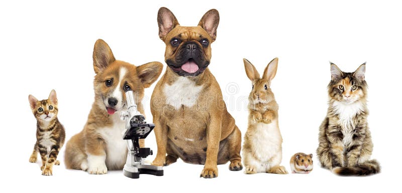 Set of pets looks stock image. Image of pedigreed, studio - 157345107