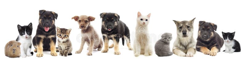 Set pets stock image. Image of white, striped, canine - 45695645