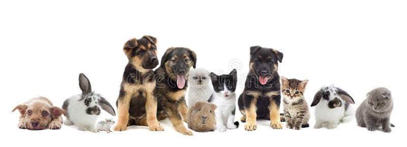 Set of pets stock photo. Image of tail, purebred, group - 43537474