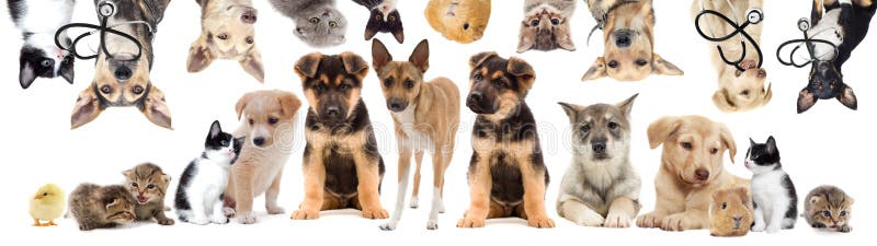 Group of different pets stock image. Image of cute, dogs - 55953565