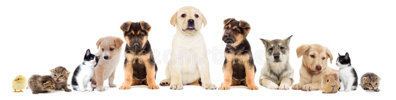 Group of Pets Sitting in Front of White Background Stock Photo - Image ...