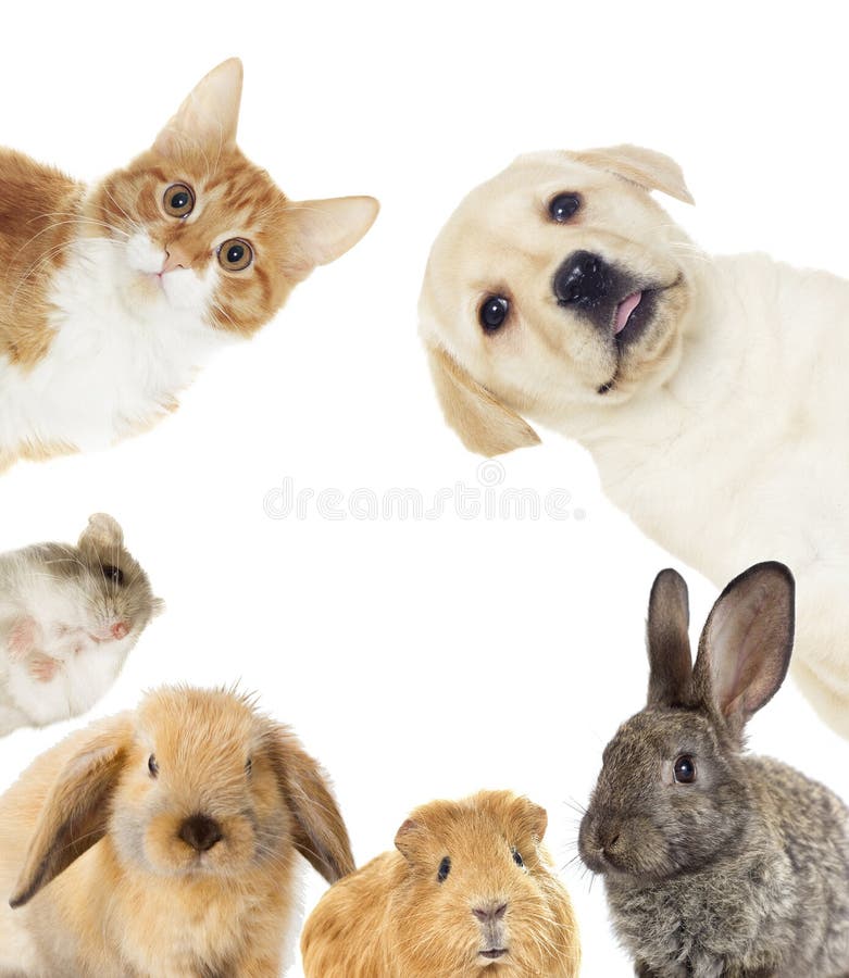 451,521 Pets Photos - Free & Royalty-Free Stock Photos from Dreamstime