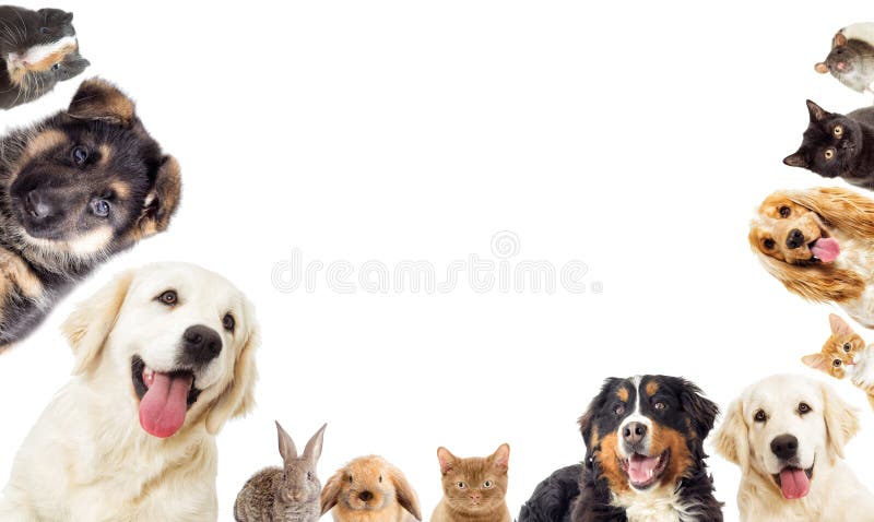 Set of pets stock photo. Image of looking, cavy, portrait - 87966516