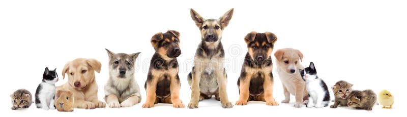 Group of Pets Together in Front. Isolated on White Background Stock ...