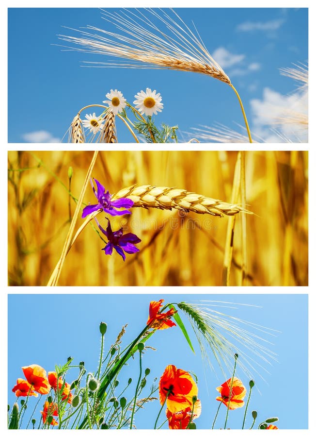 Set of Pictures with Flowers and Crops Stock Image - Image of grain ...