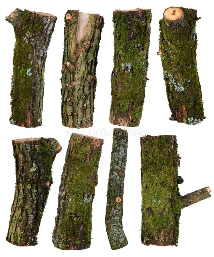 Set of Pieces of Tree Branches Isolated on White Stock Photo - Image of ...