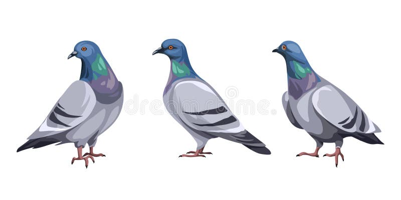 Pigeons. Set of Vector Illustrations Stock Vector - Illustration of ...