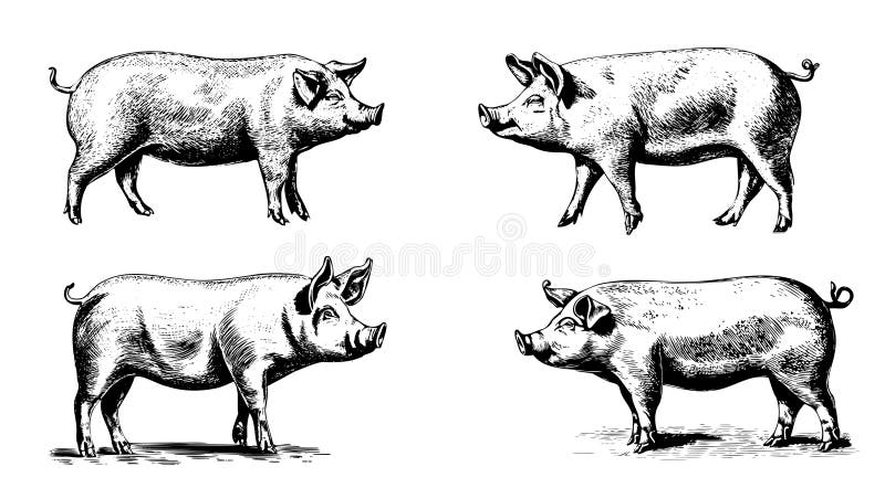 Set of Pigs Hand Drawn Sketch Vector Illustration Farming Stock ...