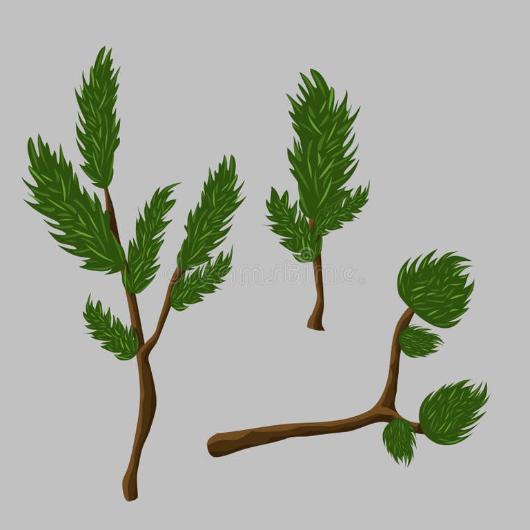 Set of Pine Branches. Evergreen Tree Vector Illustration Stock Vector ...