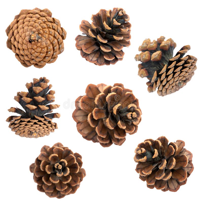Set of Pine Cones. Coniferous Stock Image - Image of pine, decoration ...