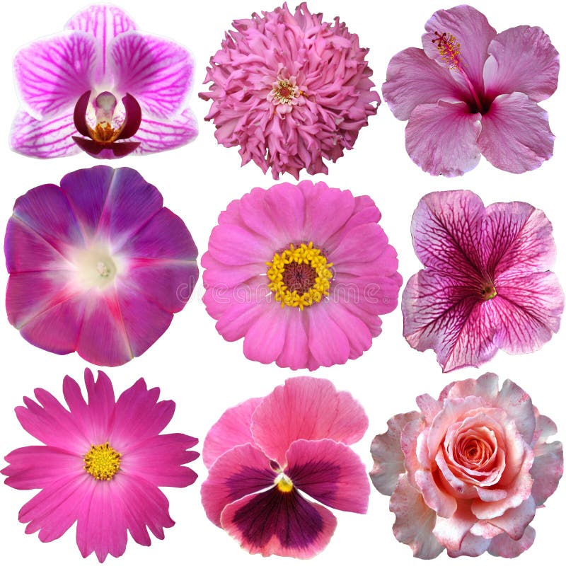Set of Pink Flowers stock image. Image of flores, group - 28611269