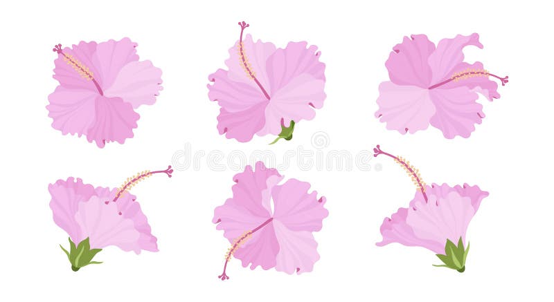 Set of Pink Hibiscus Blooming Flowers Illustration Stock Illustration ...