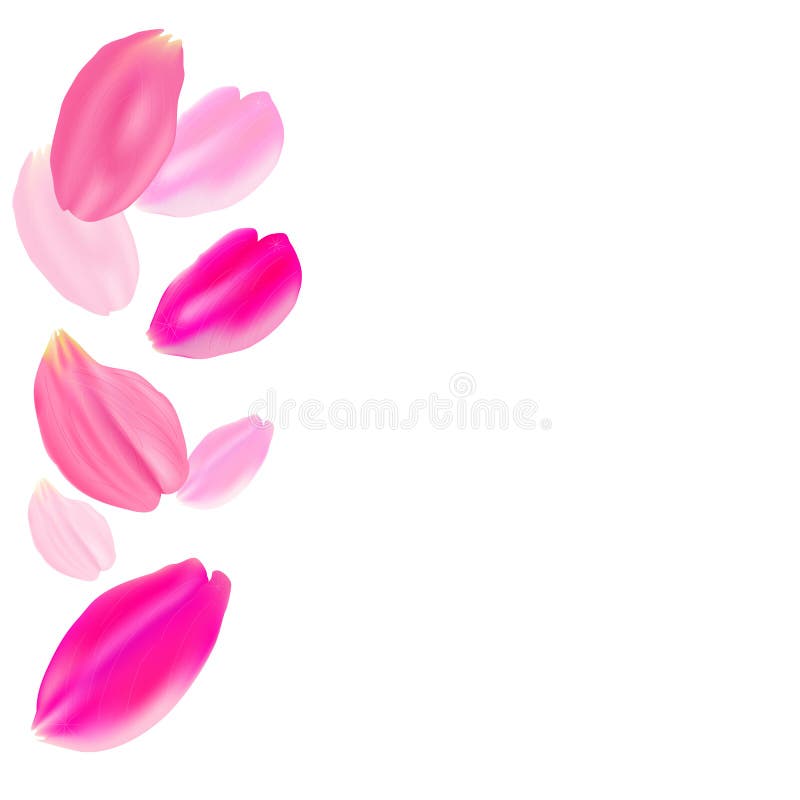 The Set Pink Rose Petals. White Background Stock Vector - Illustration ...