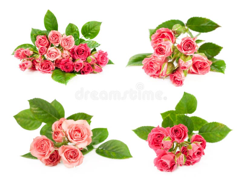 Set of pink roses stock photo. Image of collection, closeup - 31043262