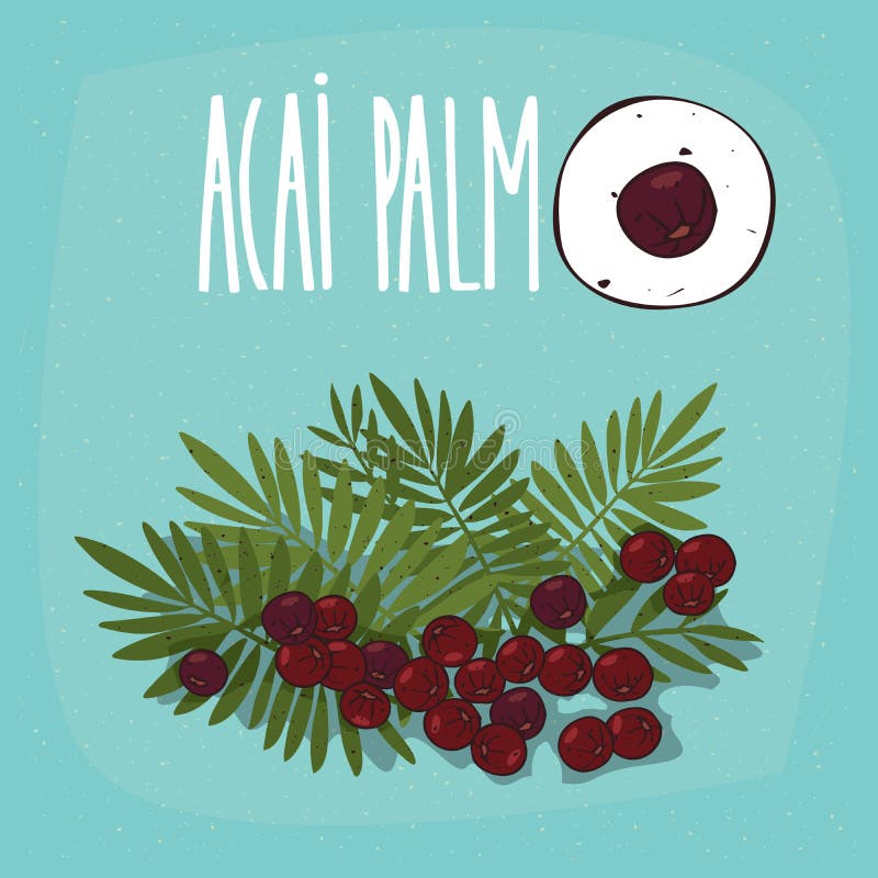 Acai Draw Stock Illustrations – 59 Acai Draw Stock Illustrations ...