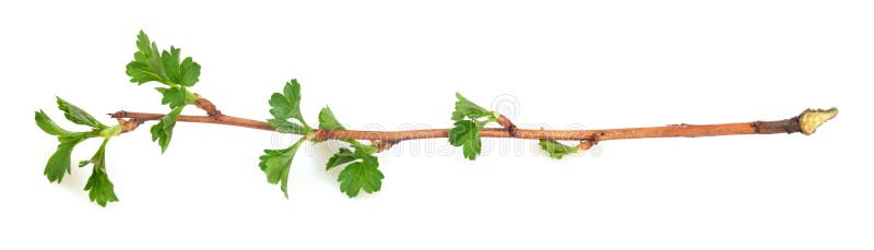 Set: Plant Branch with Buds and Small Leaves Isolated on White ...