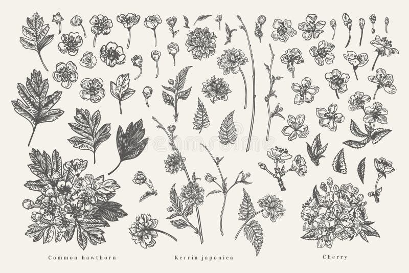 Hawthorn Flower Line Art Stock Illustrations – 57 Hawthorn Flower Line ...