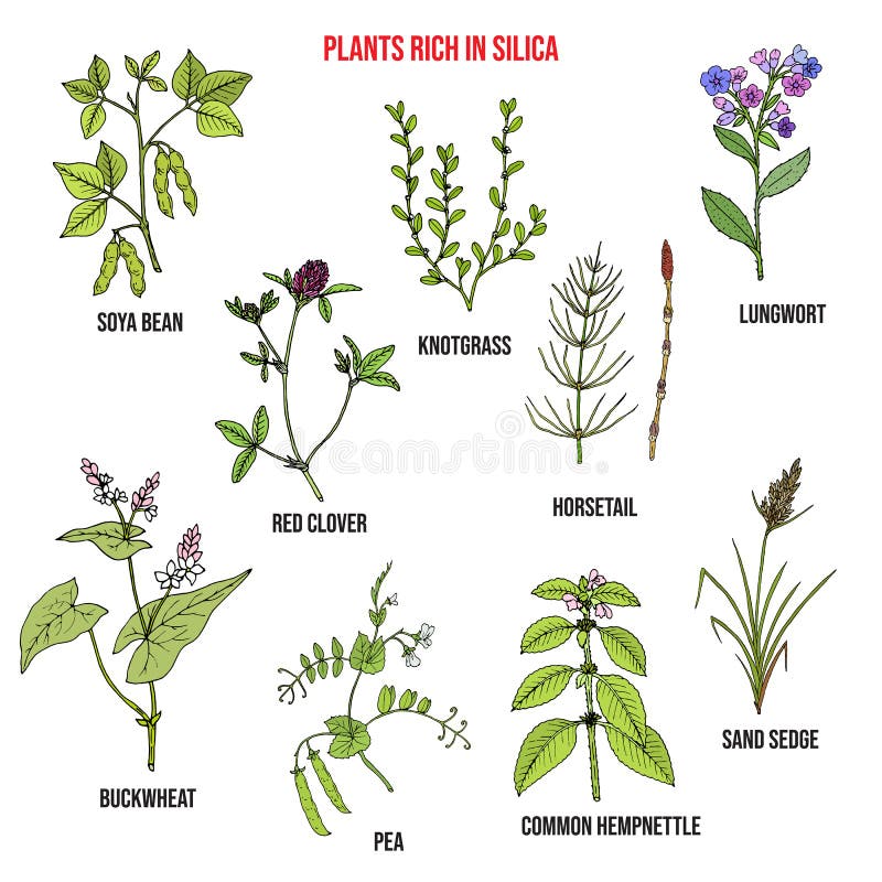 Set of Plants Rich in Silica Stock Vector - Illustration of silica ...