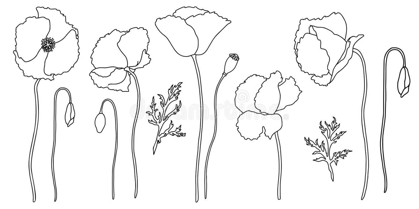 Poppy Flowers Set Outline Flowers Stock Illustrations 848 Poppy