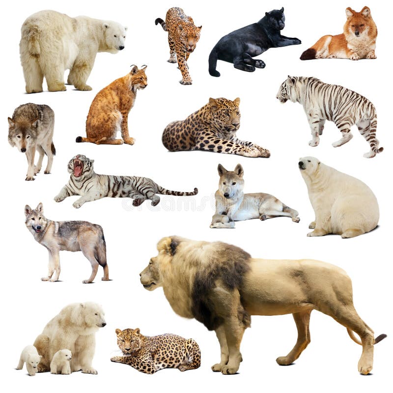 Set of Predatory Animals. Isolated Over White Stock Photo - Image of ...