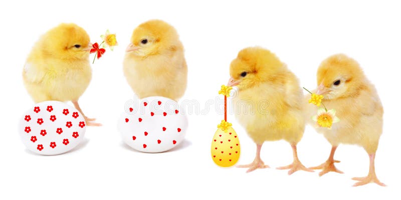 Set of pretty chickens stock photo. Image of brothers - 19129714
