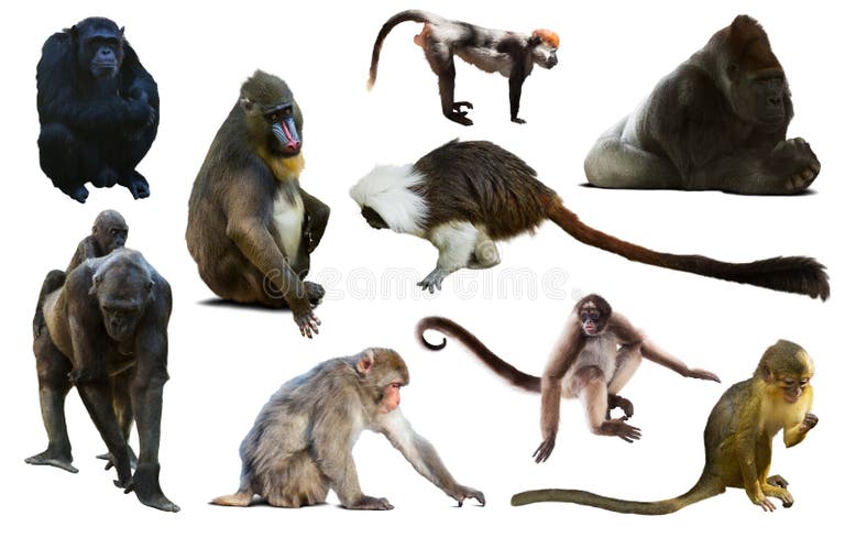 23,322 Primates Stock Photos - Free & Royalty-Free Stock Photos from ...