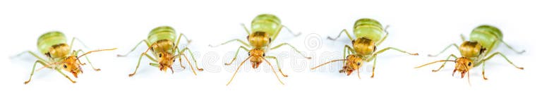 Set of Queen Red Ant Isolated Stock Photo - Image of animal, garden ...
