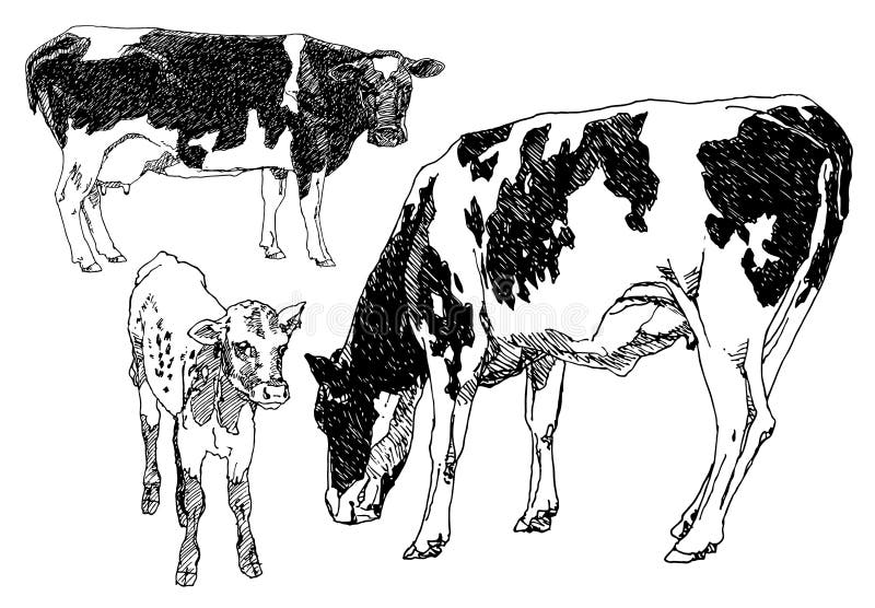 Krowa narysować ręka ilustracja wektor. Ilustracja złożonej z rolnictwo ...