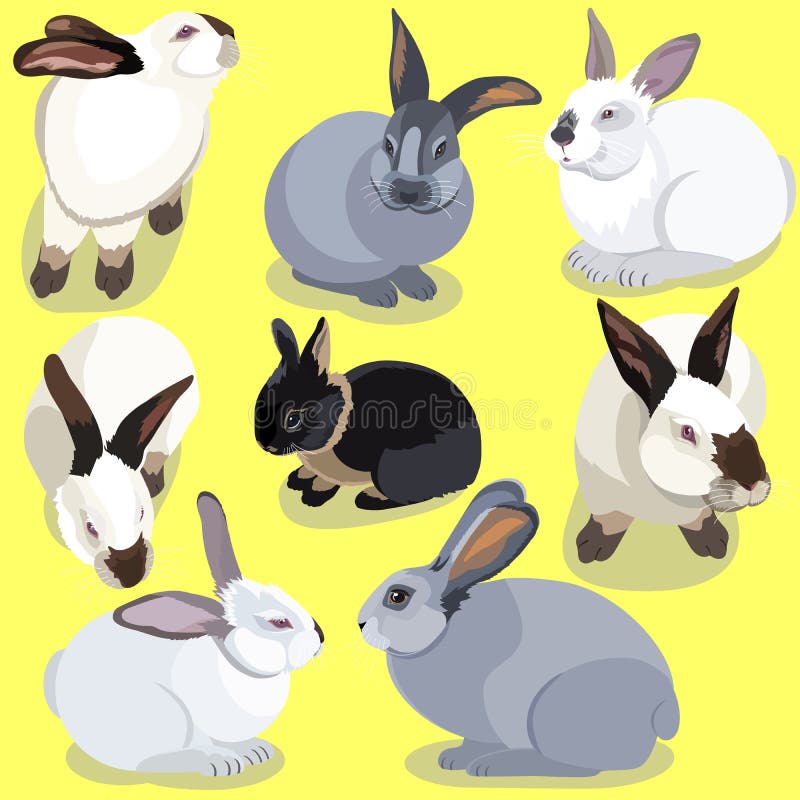 Set of rabbits stock vector. Illustration of pets, animal - 260825652